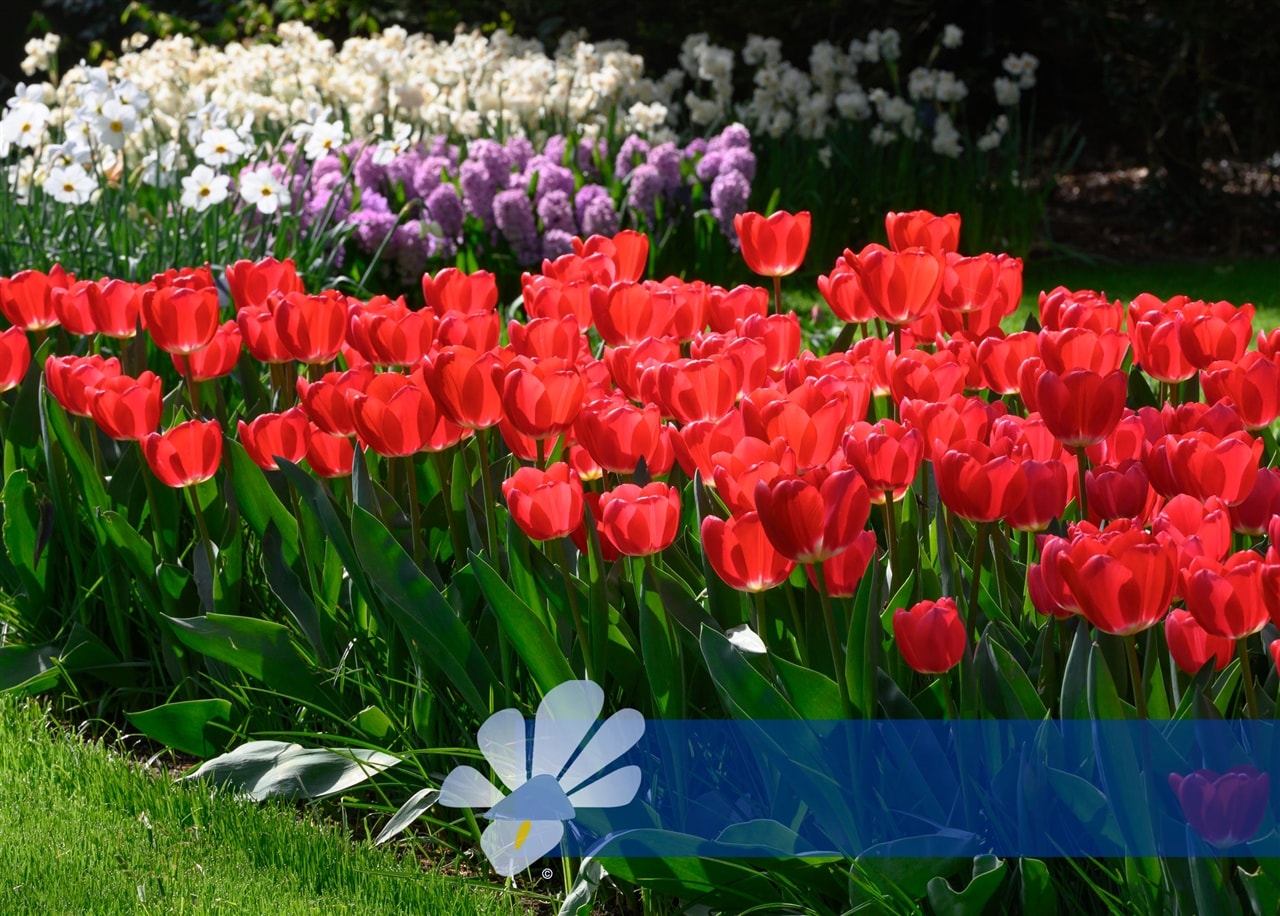 Cherry Delight® - Maveridge Int. BV