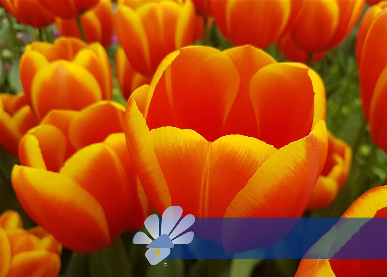 Dafeng® - Maveridge Int. BV